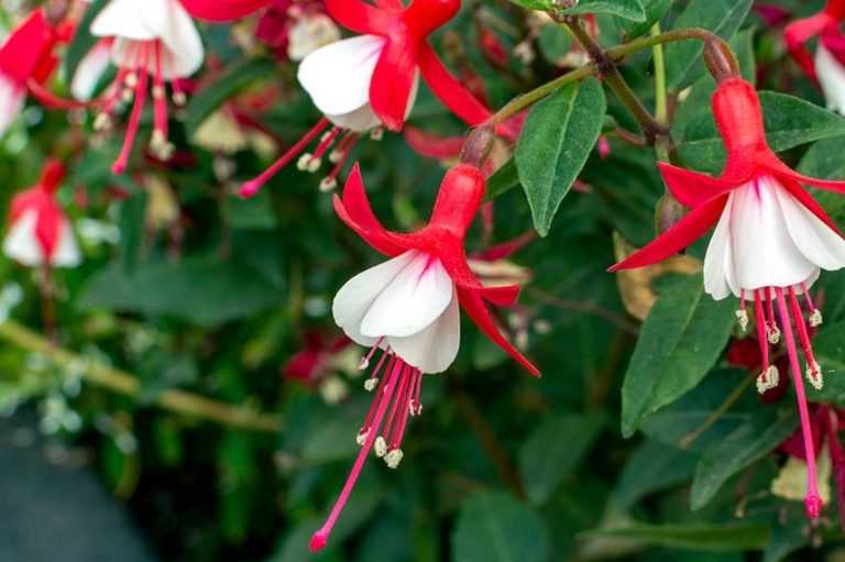 Fuchsia : 6 espèces et variétés les plus rustiques - Promesse de Fleurs