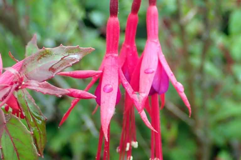 Fuchsia : 6 espèces et variétés les plus rustiques - Promesse de Fleurs