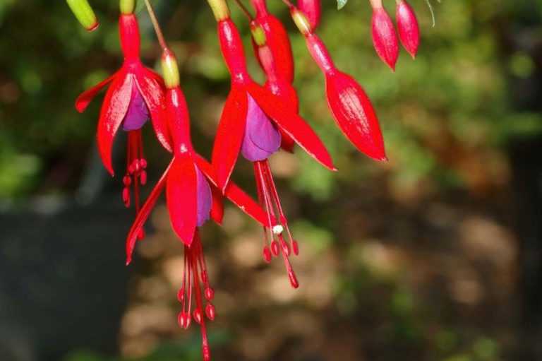 Fuchsia : 6 espèces et variétés les plus rustiques - Promesse de Fleurs