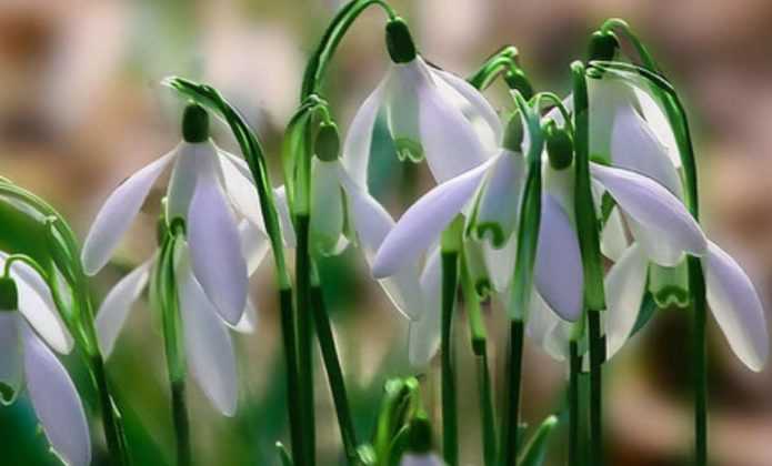 Perce-neige: comment les choisir, planter, associer et diviser