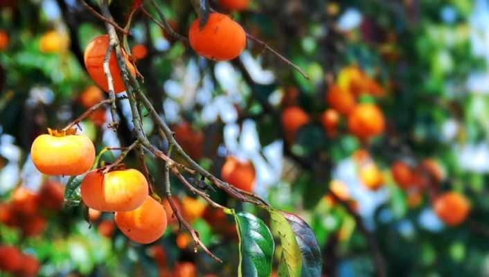 Diospyros lotus - Kaki - Plaqueminier lotier - Arbre ornemental et ...