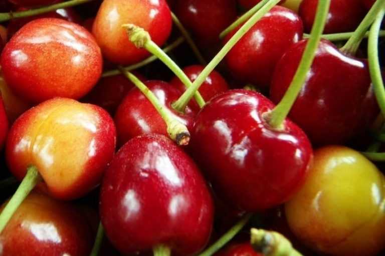 Cerisier : les meilleures variétés - Promesse de Fleurs