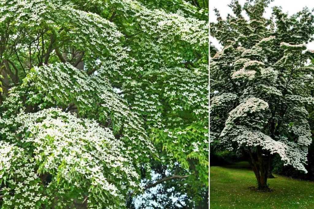 Cornus kousa, Cornouiller du Japon : choisir, planter et entretenir