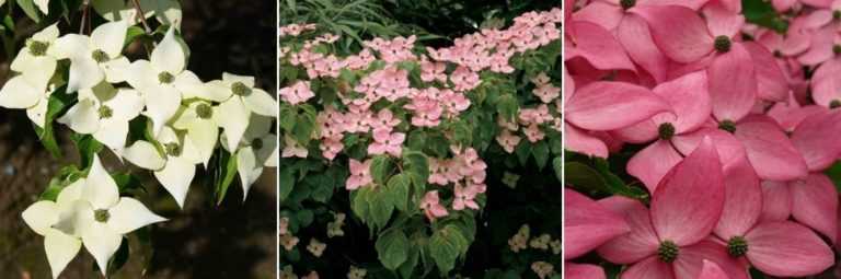 Cornus kousa, Cornouiller du Japon : choisir, planter et entretenir