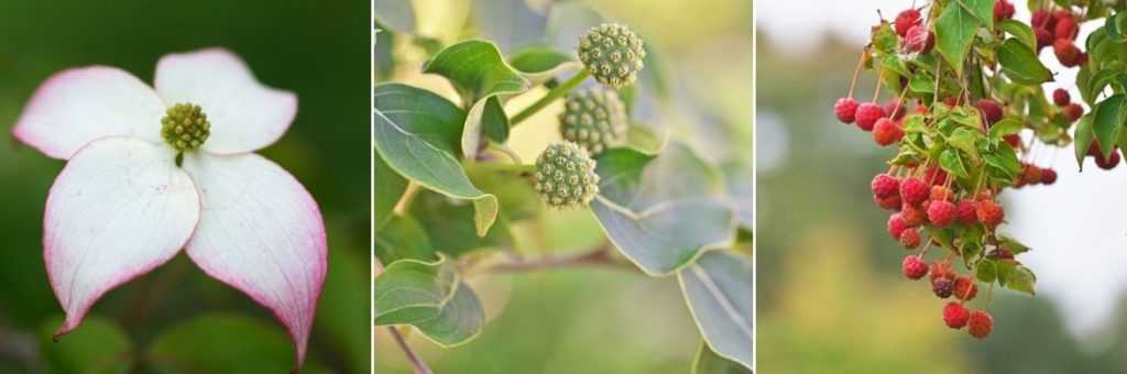 Cornus kousa, Cornouiller du Japon : choisir, planter et entretenir