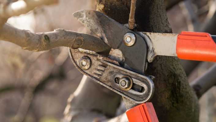 Tout le matériel pour soigner nos arbres - Promesse de Fleurs