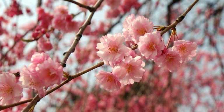 Arbustes pour jardin japonais : les 10 meilleures variétés