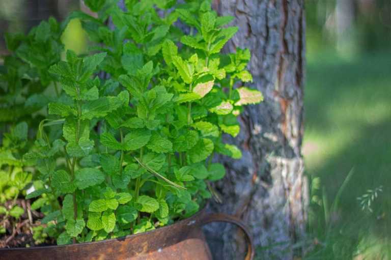Arroser Menthe En Pot