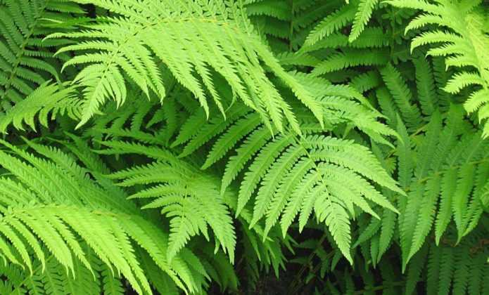 Les fougères : comment les planter, les entretenir et les cultiver