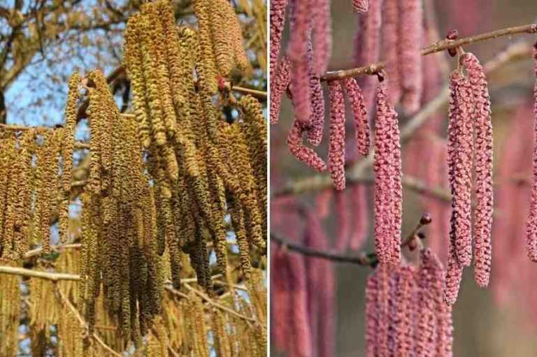 Bien choisir son Noisetier : Guide d'achat - Promesse de Fleurs