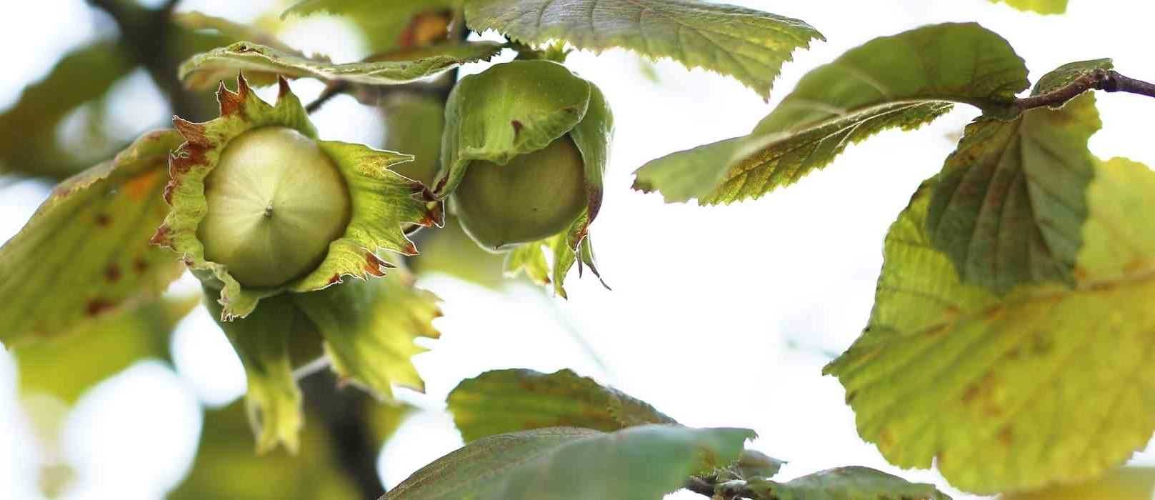 Bien choisir son Noisetier : Guide d'achat - Promesse de Fleurs