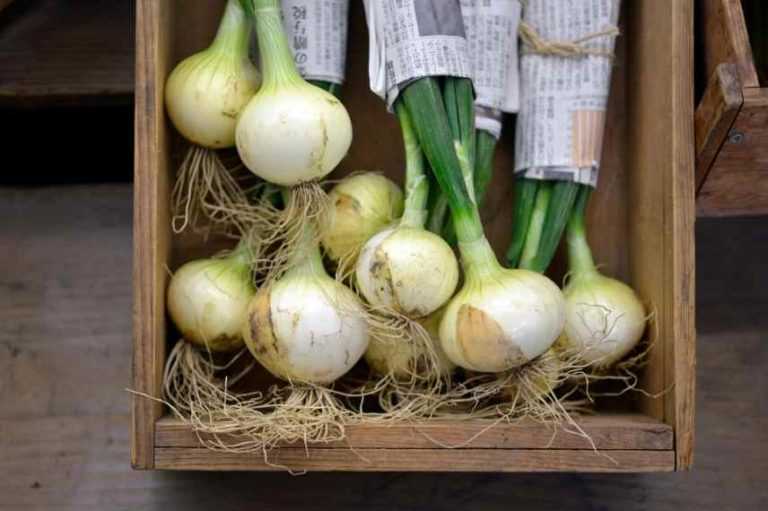 8 légumes primeurs - Promesse de Fleurs
