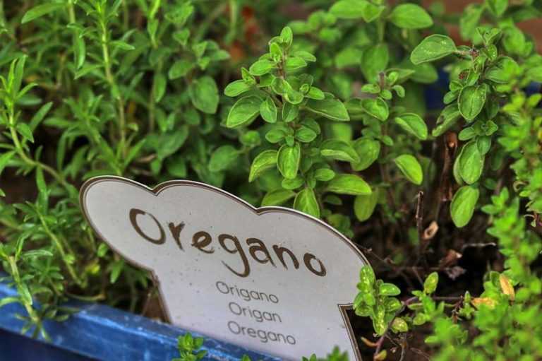 L’origan : semis, culture, récolte - Promesse de Fleurs