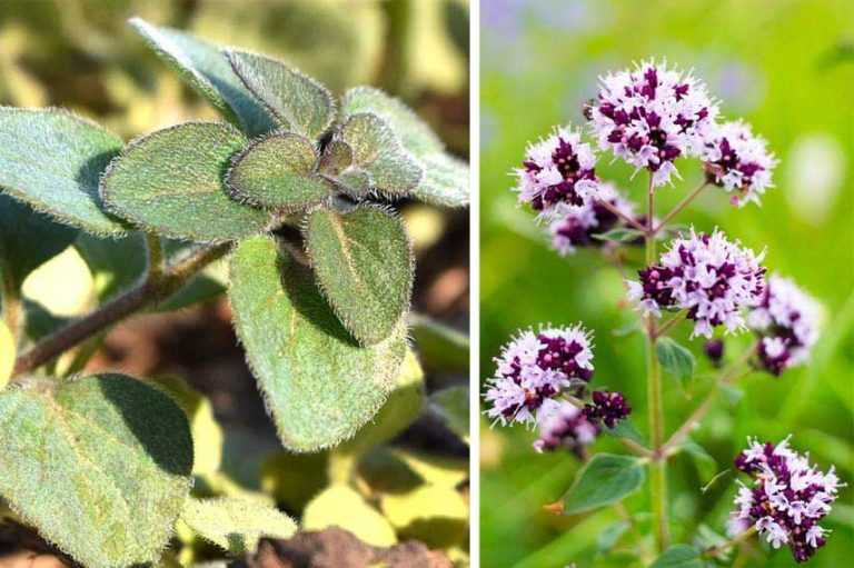L’origan : semis, culture, récolte - Promesse de Fleurs