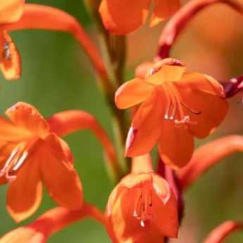 Watsonia borbonica - Watsonia pyramidata Peach Glow - Watsonie - Plante ...