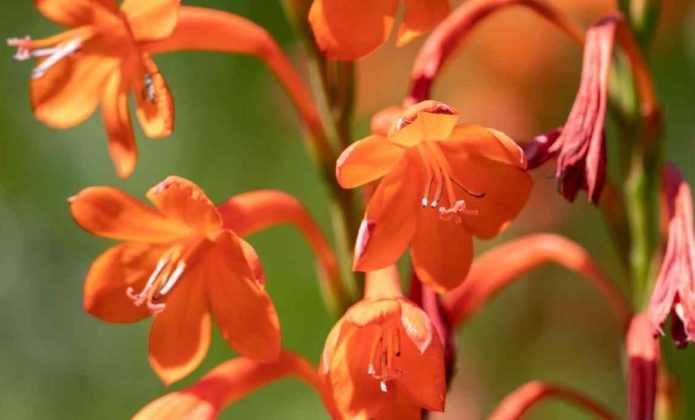 Watsonia borbonica - Watsonia pyramidata Peach Glow - Watsonie - Plante ...