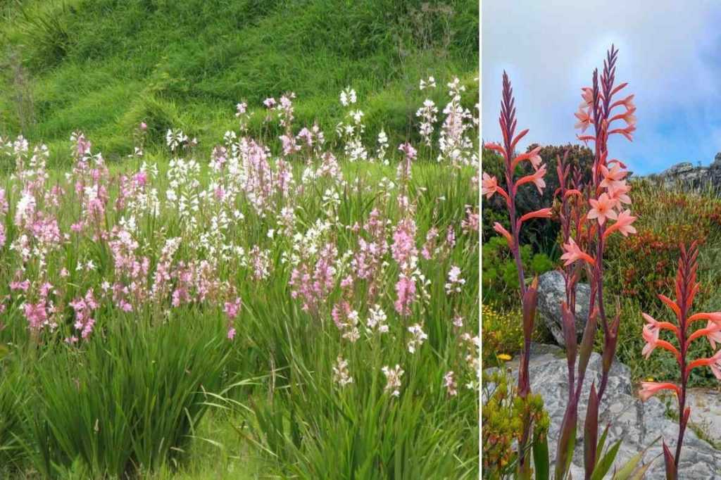 Watsonia : planter, entretenir - Promesse de Fleurs