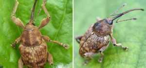 Balanin : comment l’identifier et s’en débarrasser ? - Promesse de Fleurs