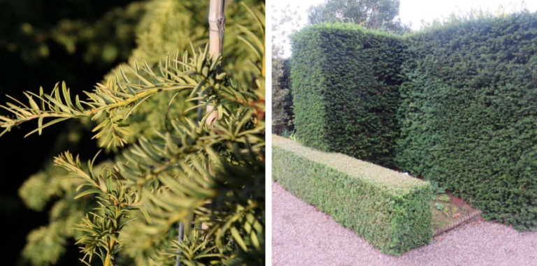 10 conifères à connaître pour une jolie haie dans le jardin