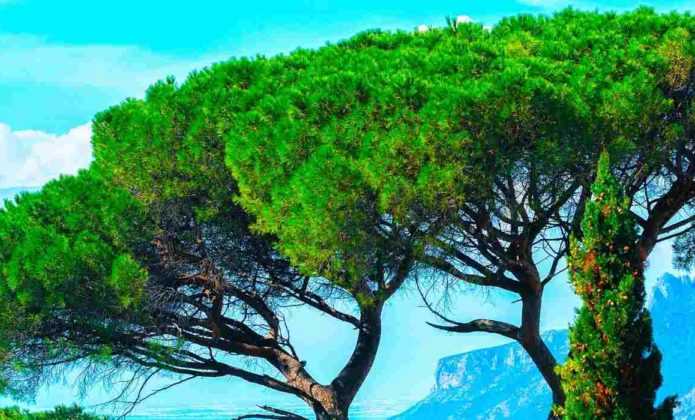 9 arbres et arbustes à port en boule - Promesse de Fleurs