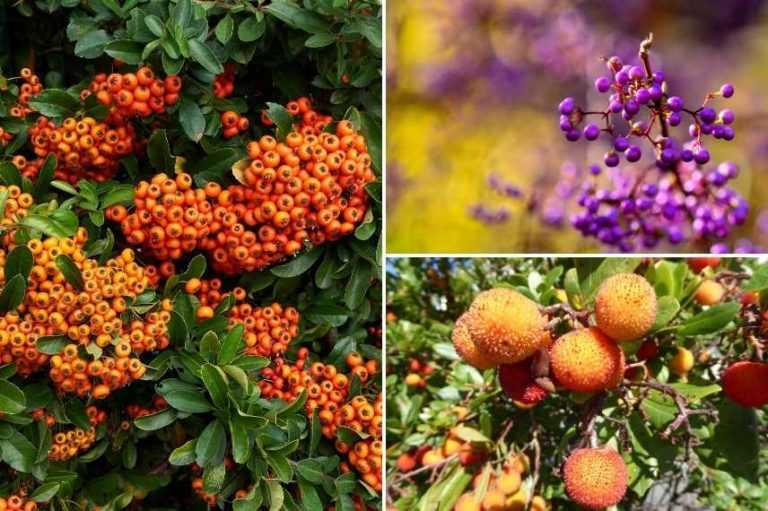 Aménager un beau jardin d'automne - Promesse de Fleurs