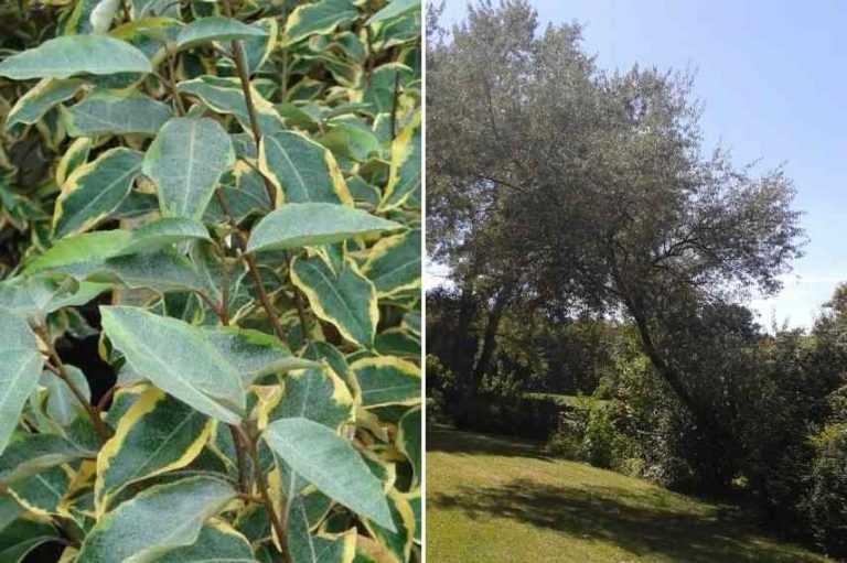 Comment bien choisir son Eleagnus ? - Promesse de Fleurs