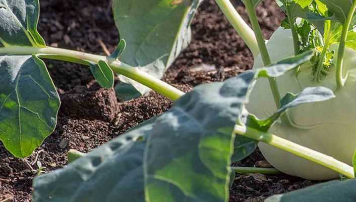 Légume racine : 7 variétés indispensables - Promesse de Fleurs
