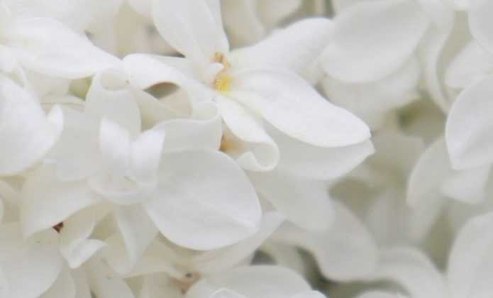 Lilas blanc : 5 variétés à adopter au jardin - Promesse de Fleurs