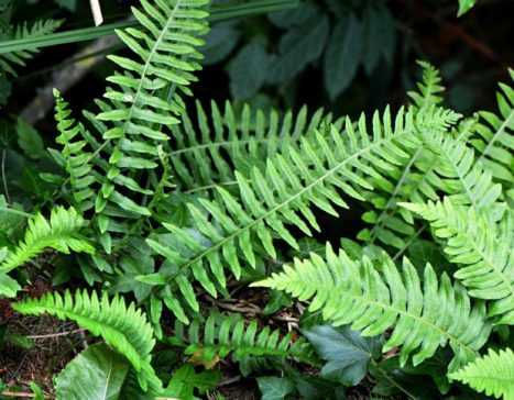 Fougère - Polypodium vulgare - Polypode commun - Une petite fougère ...