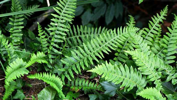 Fougère - Polypodium vulgare - Polypode commun - Une petite fougère ...