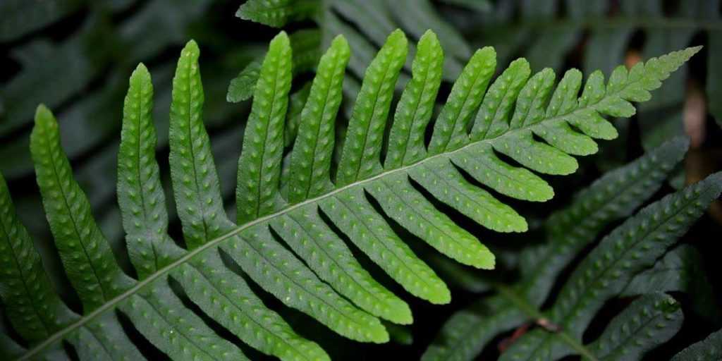 Polypode : conseils de plantation, culture et entretien