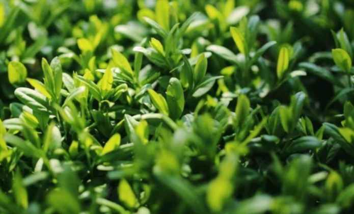 Troène, ligustrum : planter, tailler et entretenir - Promesse de Fleurs