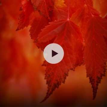 Acer davidii Viper - Érable de David original par son écorce décorative