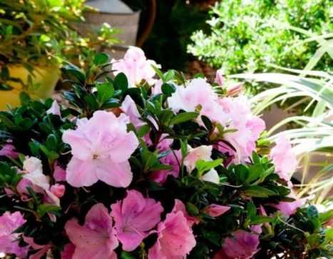 Cultivez une azalée en pot - Conseils Promesse de Fleurs