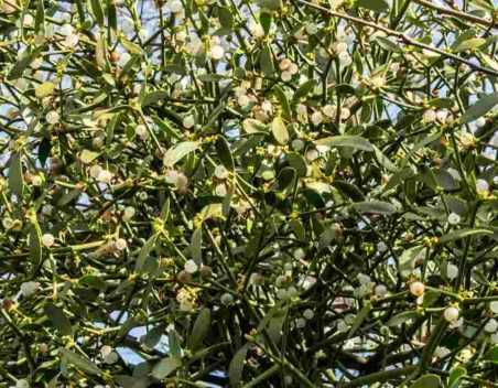 Comment se débarrasser du gui ? - Promesse de Fleurs