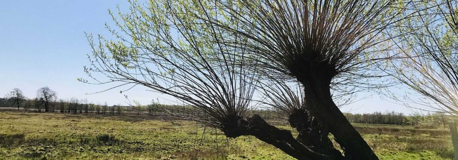 Les arbres têtards : essences, taille de la tête et entretien