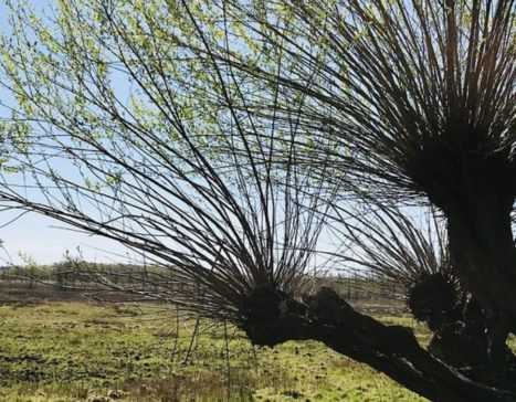 Les arbres têtards : essences, taille de la tête et entretien