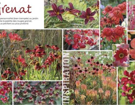 Associer les fleurs rouges ou pourpres - Promesse de Fleurs