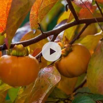 Diospyros kaki Nikita’s Gift - Plaqueminier - variété autofertile ...