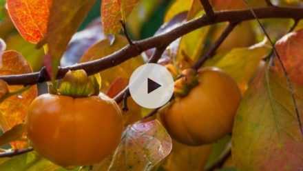 Diospyros kaki Nikita’s Gift - Plaqueminier - variété autofertile ...