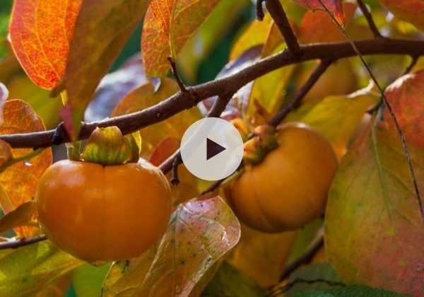 Diospyros kaki Costata - Plaqueminier aux kakis orange sans pépins