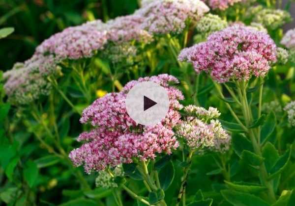 Sedum oreganum - Orpin de l'Orégon - Vivace succulente et couvre-sol ...