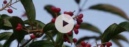 Viburnum bodnantense Charles Lamont - Viorne à floraison hivernale rose