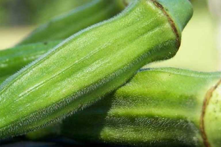 7 légumes exotiques à découvrir - Promesse de Fleurs