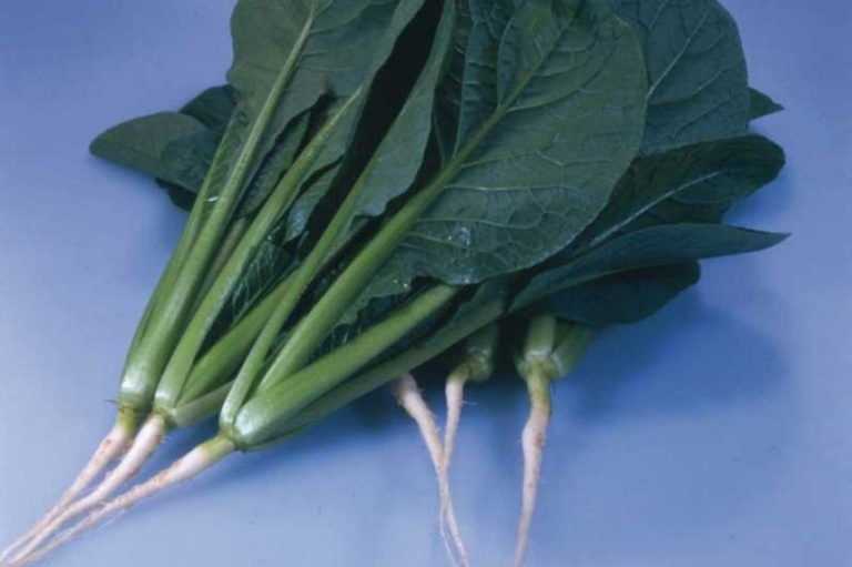 7 légumes exotiques à découvrir - Promesse de Fleurs