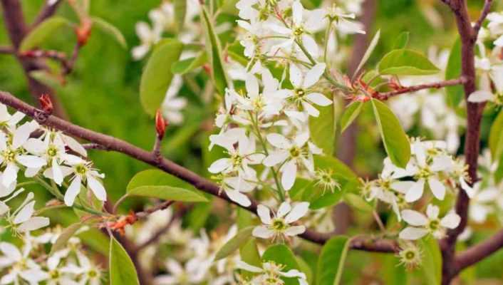 8 arbustes très rustiques et insensibles au gel - Promesse de Fleurs
