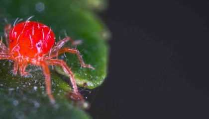 Araignée rouge : identification et traitement - Promesse de Fleurs