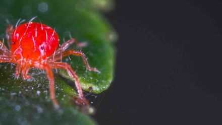 Araignée rouge : identification et traitement - Promesse de Fleurs