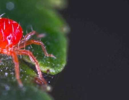 Araignée rouge : identification et traitement - Promesse de Fleurs