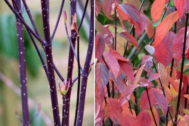 8 arbustes très rustiques et insensibles au gel - Promesse de Fleurs